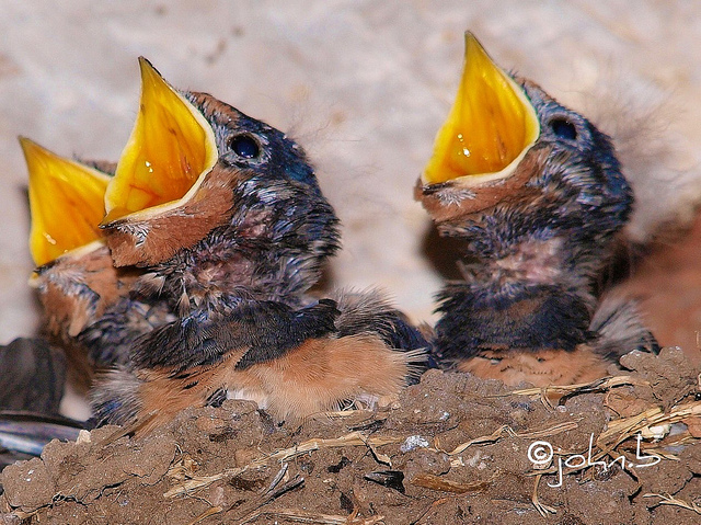 Achtung - Babys sind keine Vogelküken!